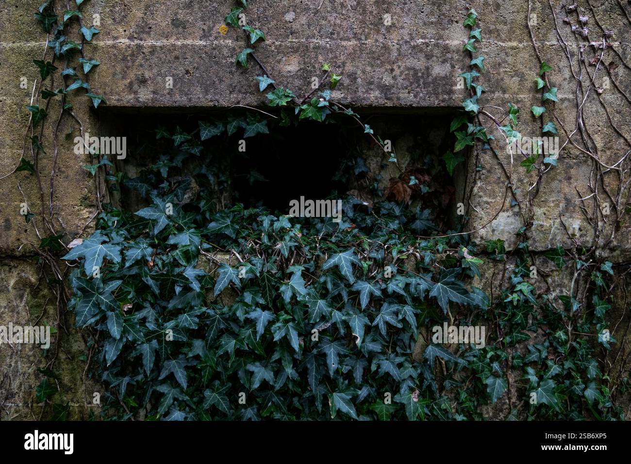 Ivy reclaiming a World War 2 concrete bunker situated on the River Lyd ...