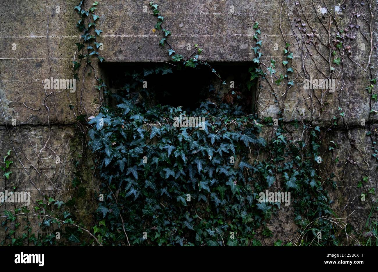 Ivy reclaiming a World War 2 concrete bunker situated on the River Lyd ...