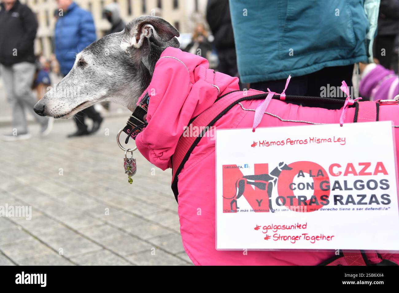 Berlin, Germany. 01st Feb, 2025. Several hundred dog owners and their ...