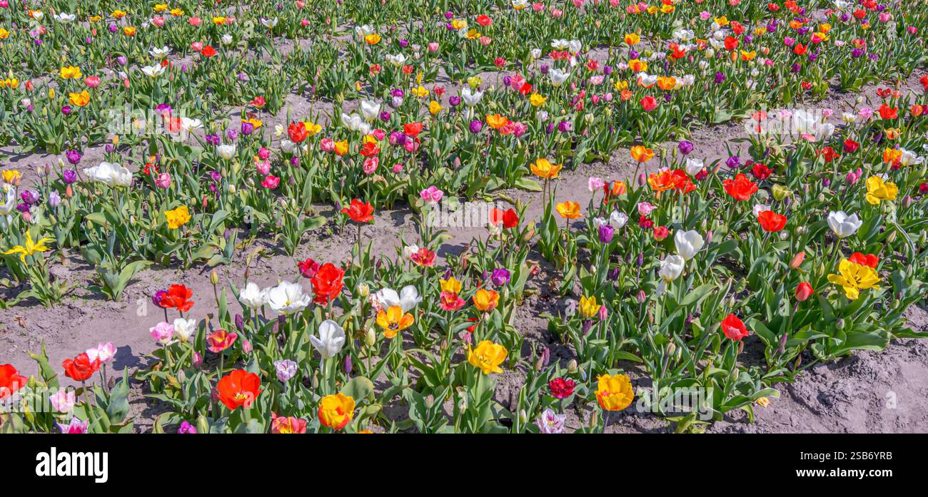 Beautiful different colored Dutch flower fields Stock Photo - Alamy