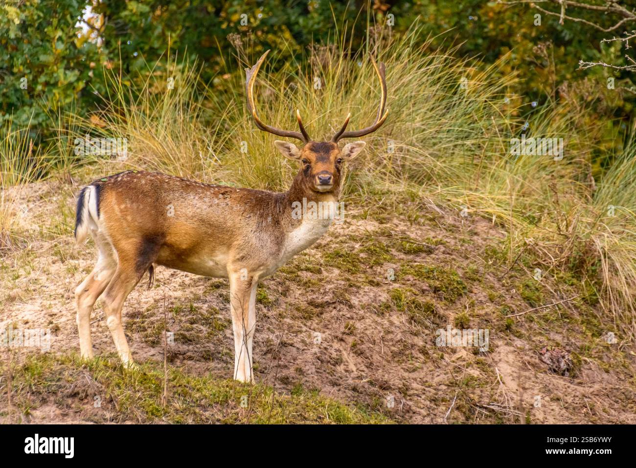 A deer with antlers in an open forest looking at the camera Stock Photo ...