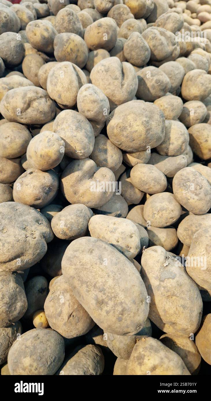 Selling potatoes. Close-up of potatoes at a market or store counter ...