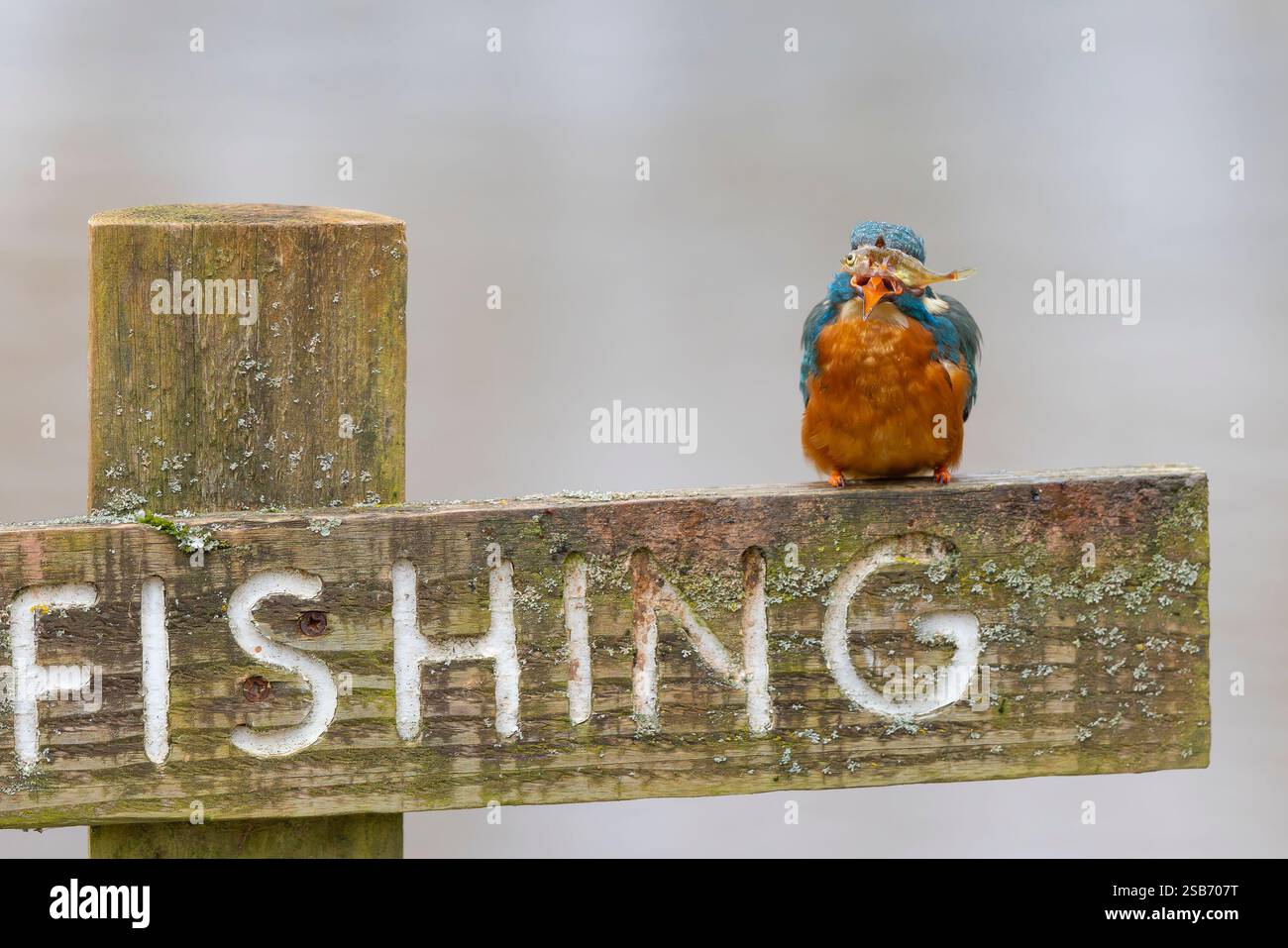 Kidderminster, UK. 1st February, 2025. UK weather: as it fishes, the ...