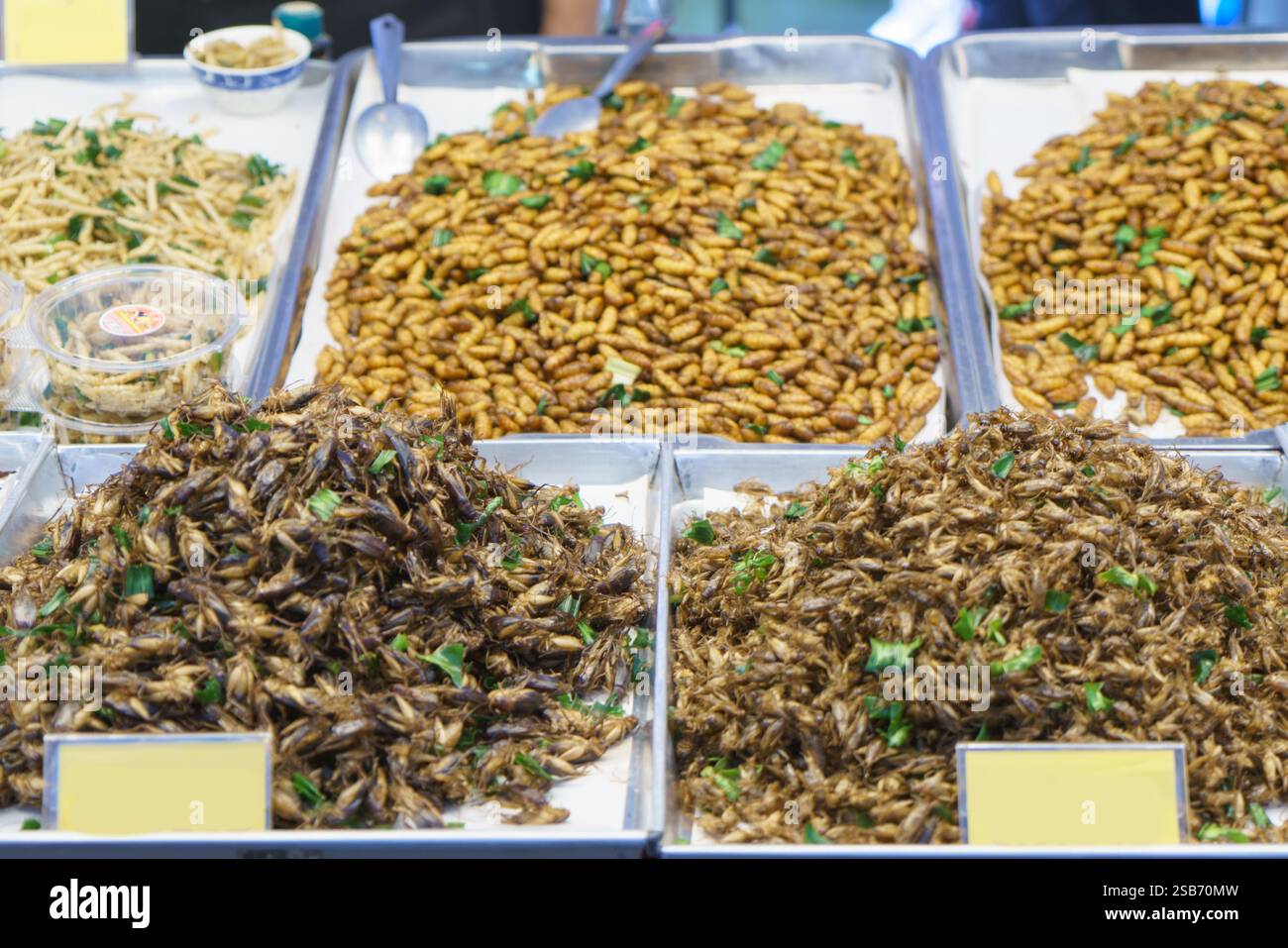 close-up of assorted fried insects, including crickets, silkworm pupae ...