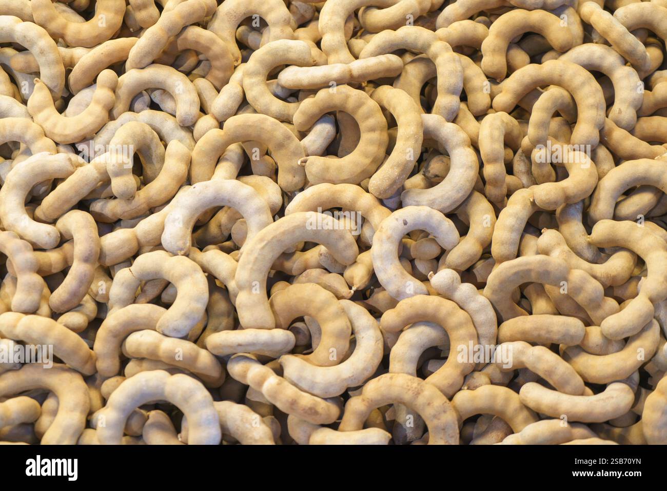 close-up shot of fresh tamarind pods displayed in bulk. The naturally ...