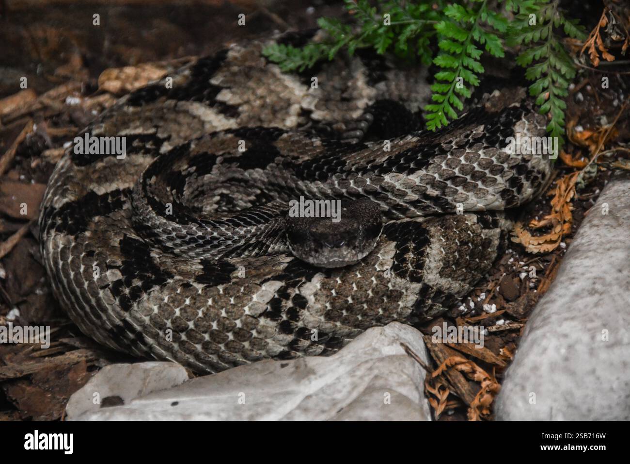 Animals at Toronto Zoo Stock Photo - Alamy