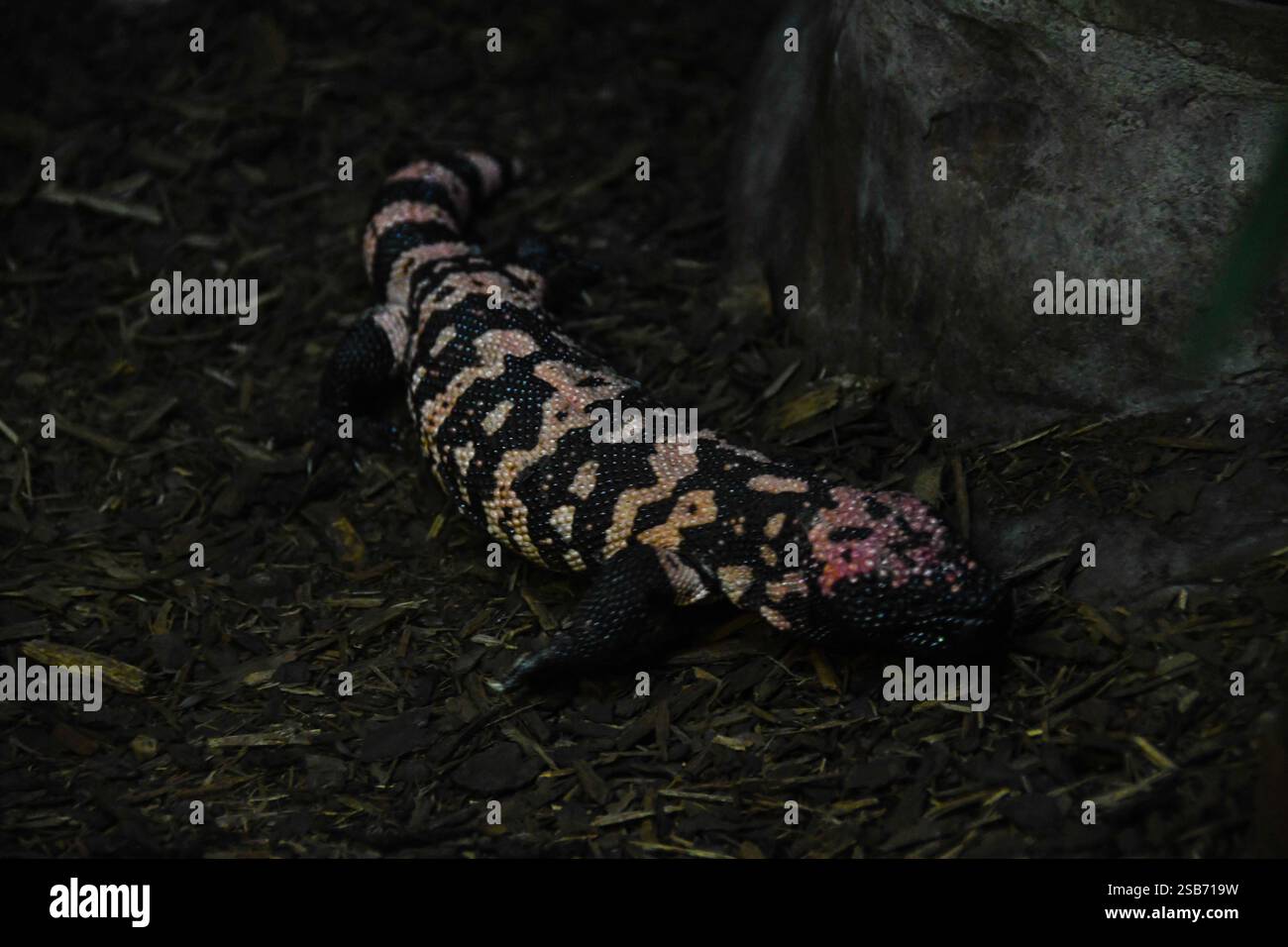 Animals at Toronto Zoo Stock Photo - Alamy