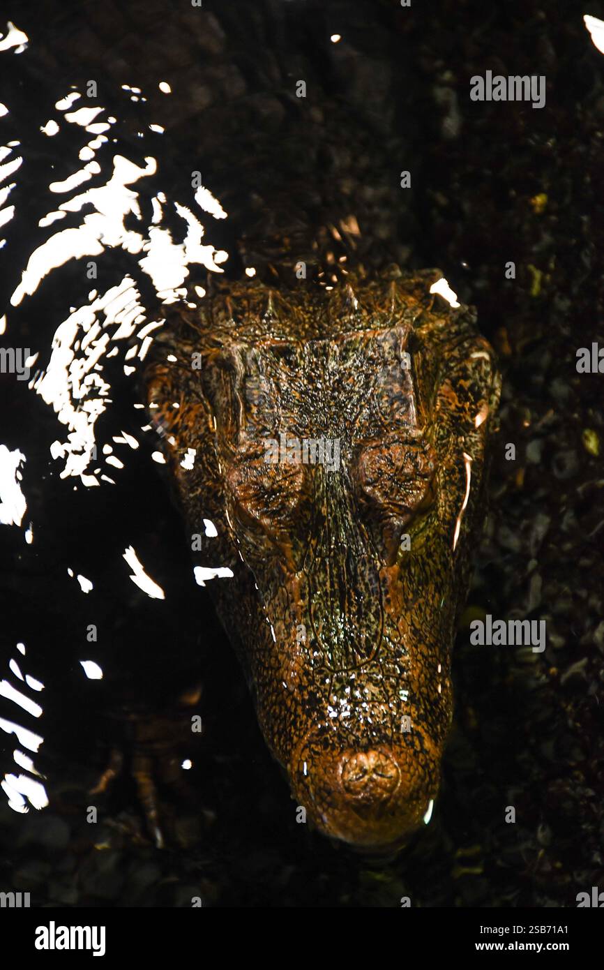 Animals at Toronto Zoo Stock Photo - Alamy