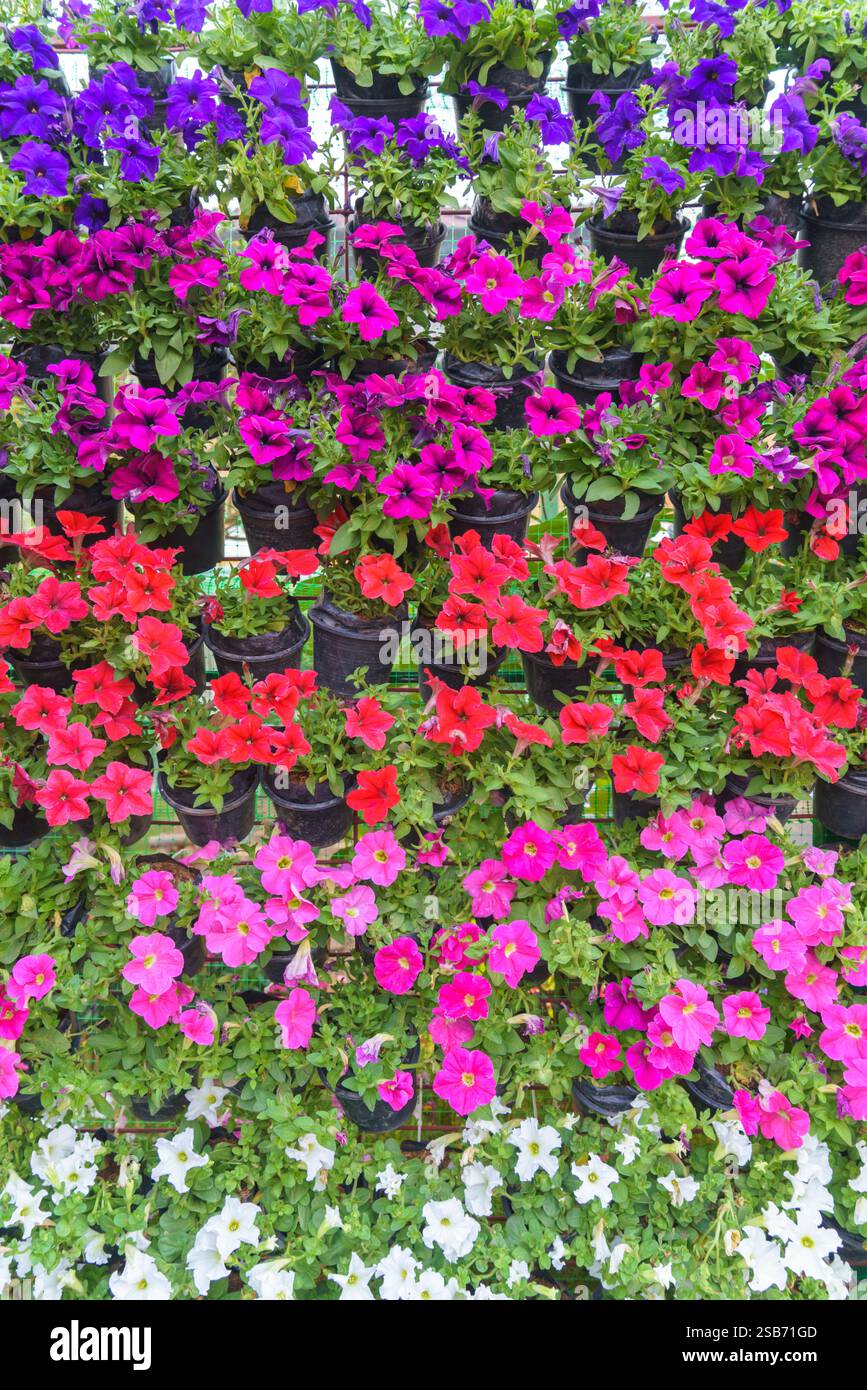 vibrant display of petunia flowers in shades of purple, red, and pink ...