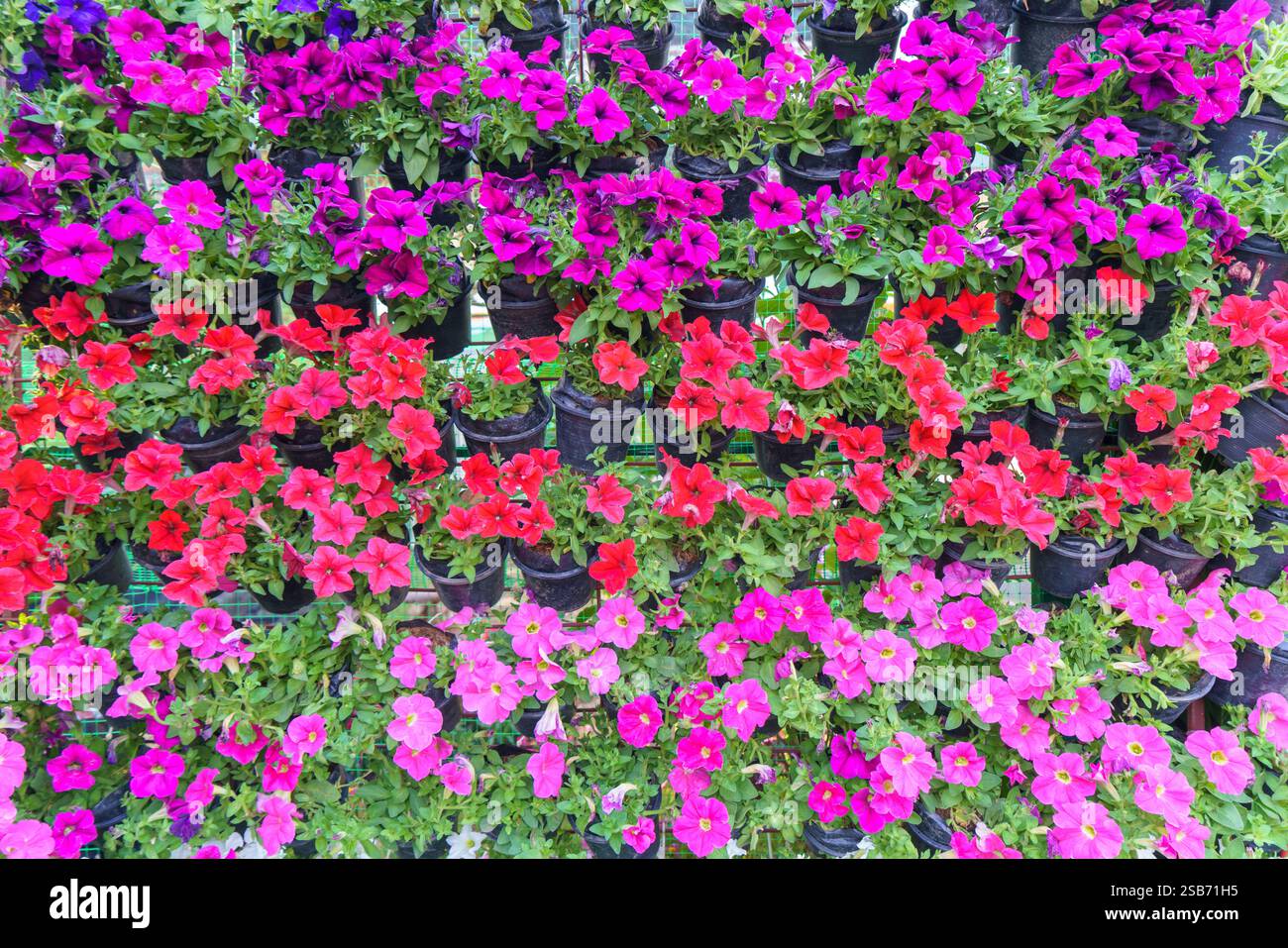 vibrant display of petunia flowers in shades of purple, red, and pink ...