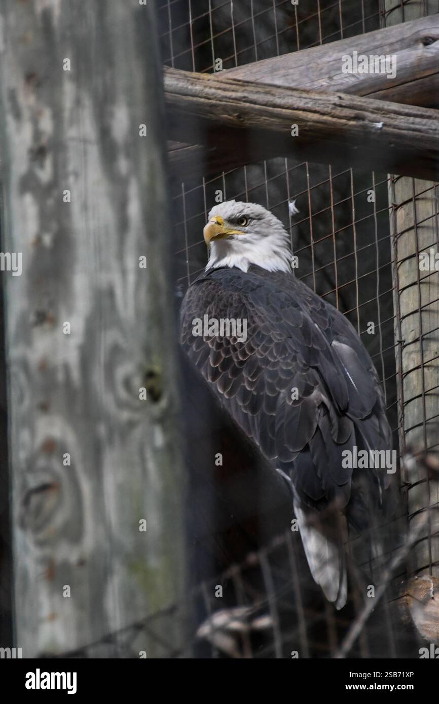 Animals at Toronto Zoo Stock Photo - Alamy