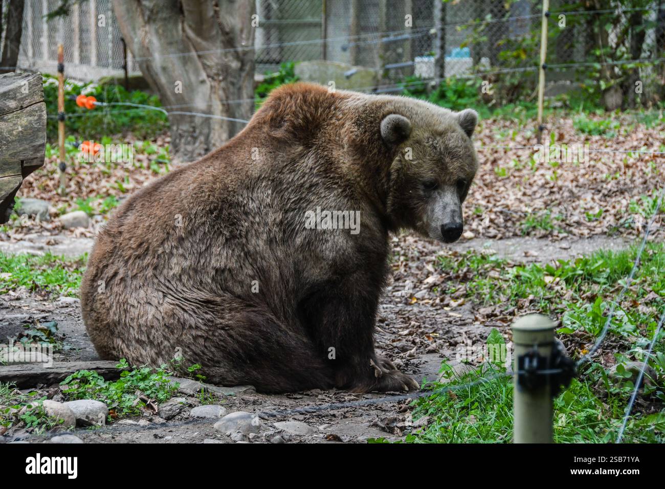 Animals at Toronto Zoo Stock Photo - Alamy