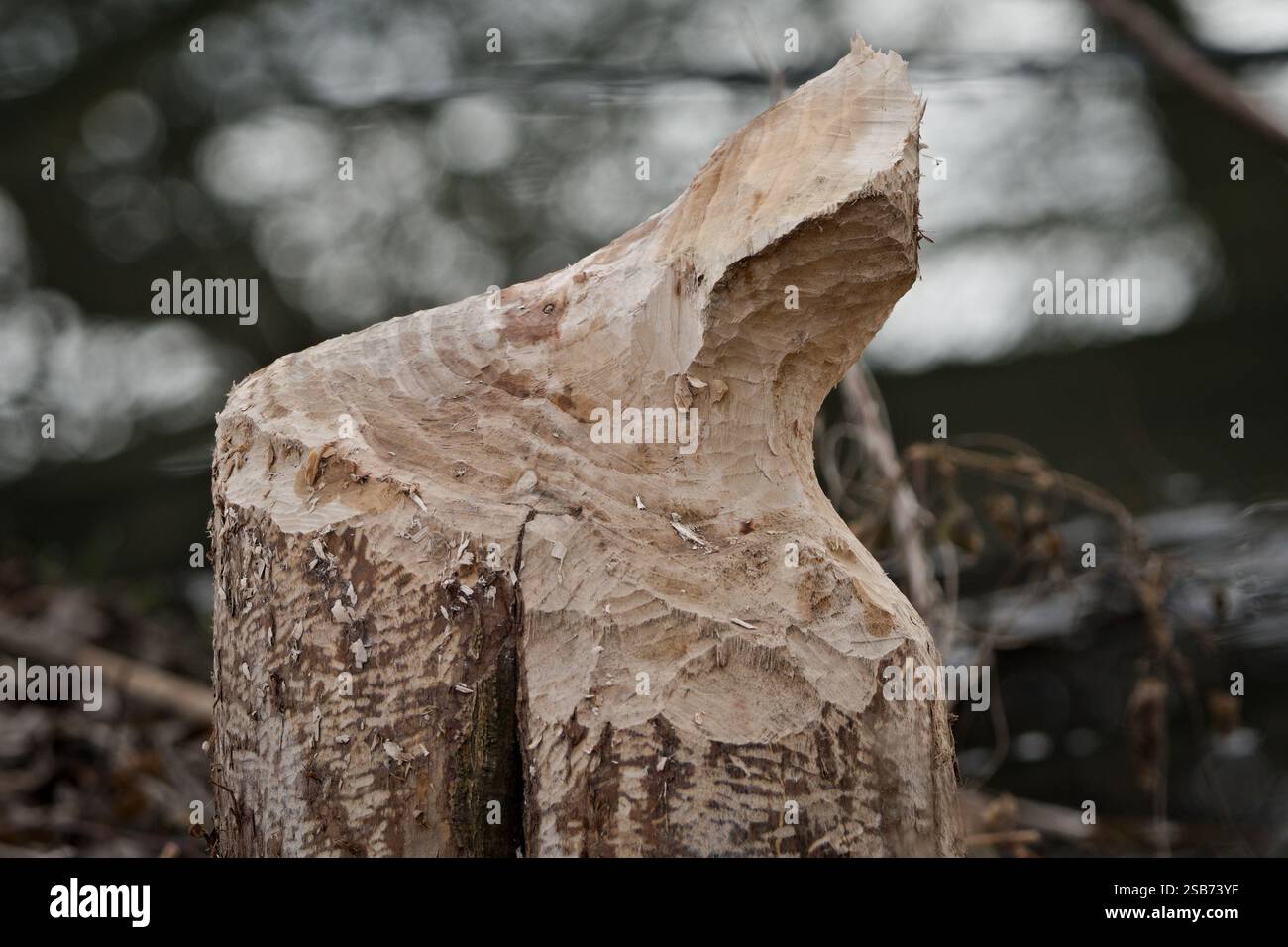 Castor fiber aka Eurasian Beaver tree felling. Nature of Czech republic ...