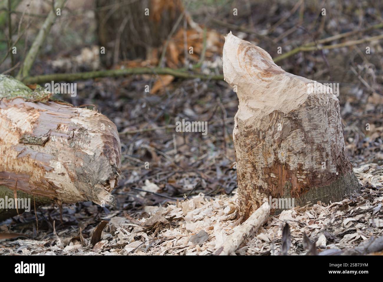 Castor fiber aka Eurasian Beaver tree felling. Nature of Czech republic ...