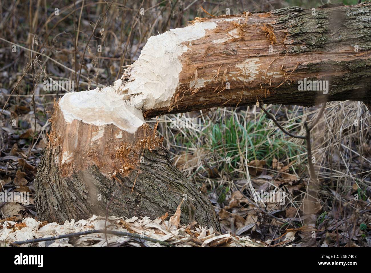 Castor fiber aka Eurasian Beaver tree felling. Nature of Czech republic ...