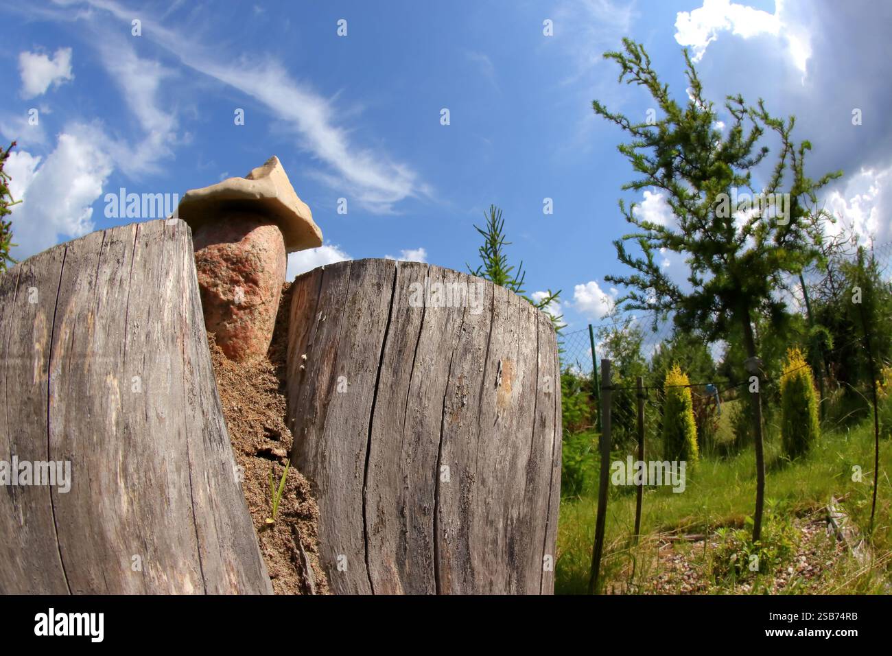 Natures Sculpture A Unique Tree Stump and Stone That Captivates Every ...