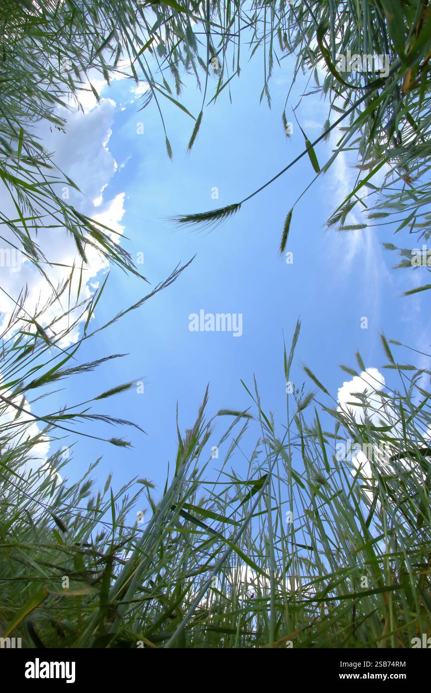 Gazing upward through the lush, tall grass that lies beneath a bright ...