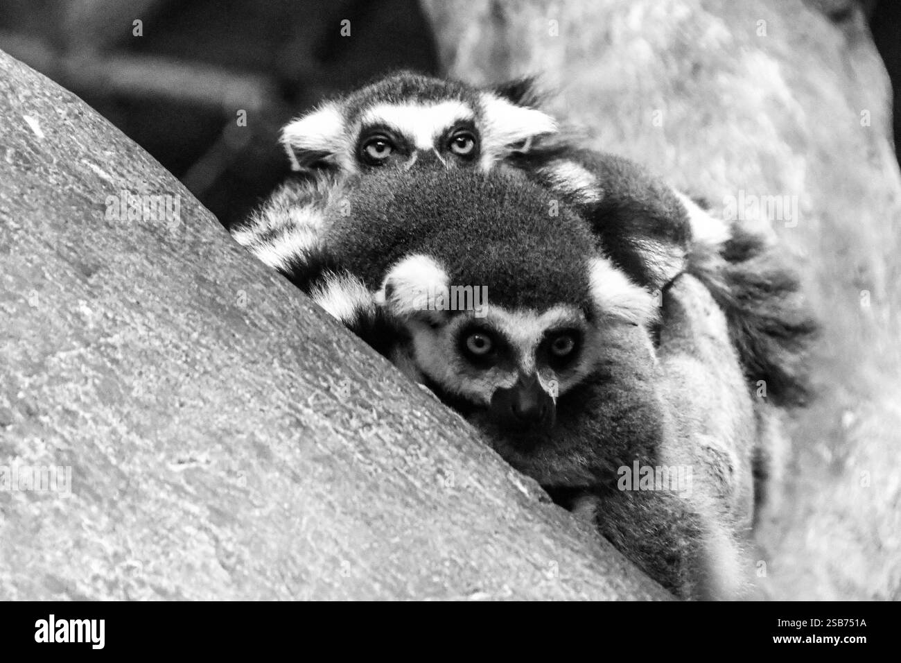Animals at Toronto Zoo Stock Photo - Alamy