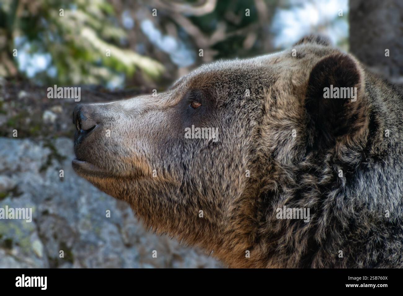 A close-up profile view of a grizzly bear. The bear is alert and facing ...
