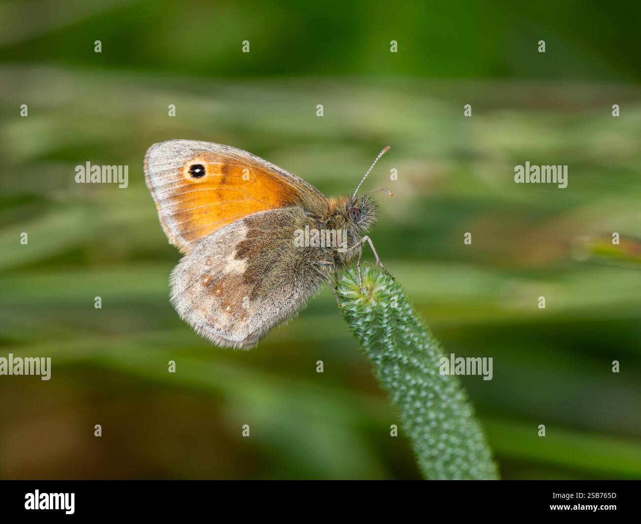 Small Heath Butterfly. Wings Closed Stock Photo - Alamy