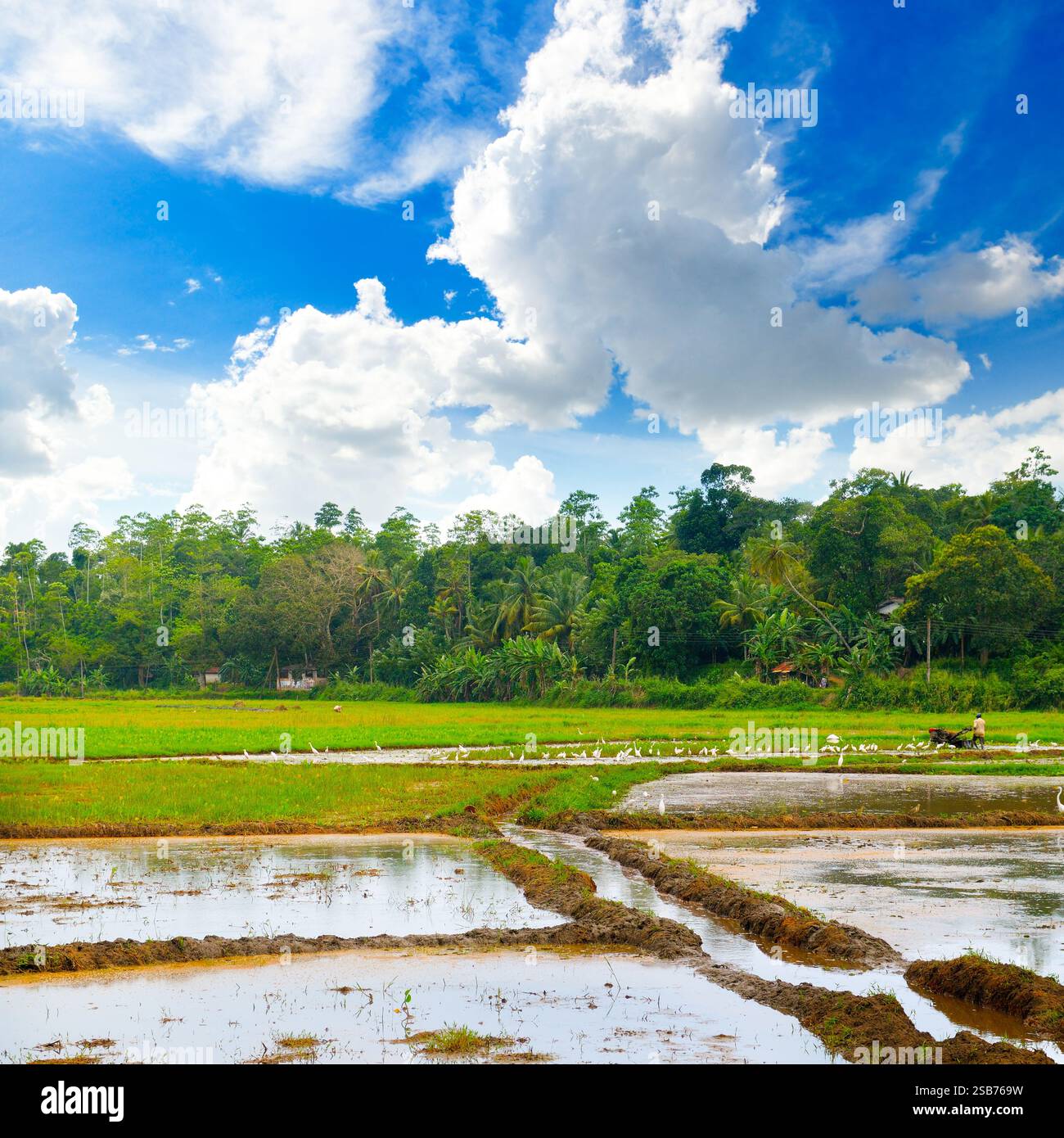 The rice growing is very popular in agricultural. Manual work of the ...