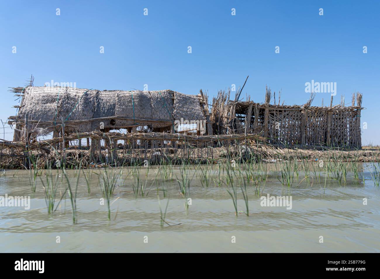 A boat trip in the marshlands of iraq near Chibayish, Chabaish ...