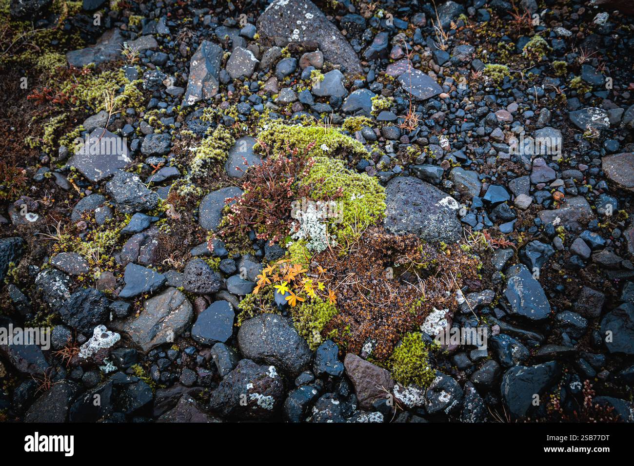 Mosses and lichens are typical vegetation on the beaches of Iceland. A ...