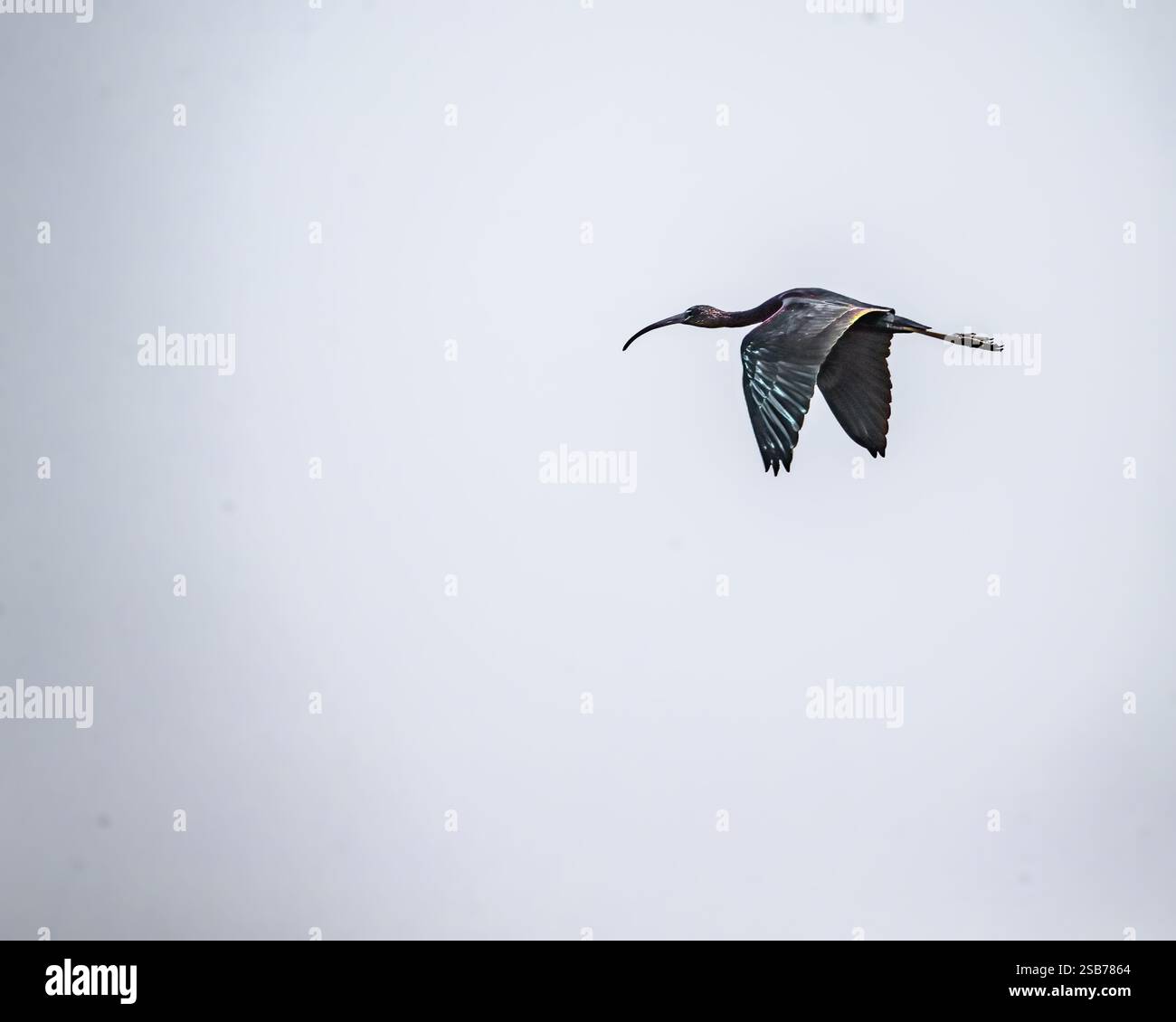 A Silky Ibis flying with wings down Stock Photo - Alamy