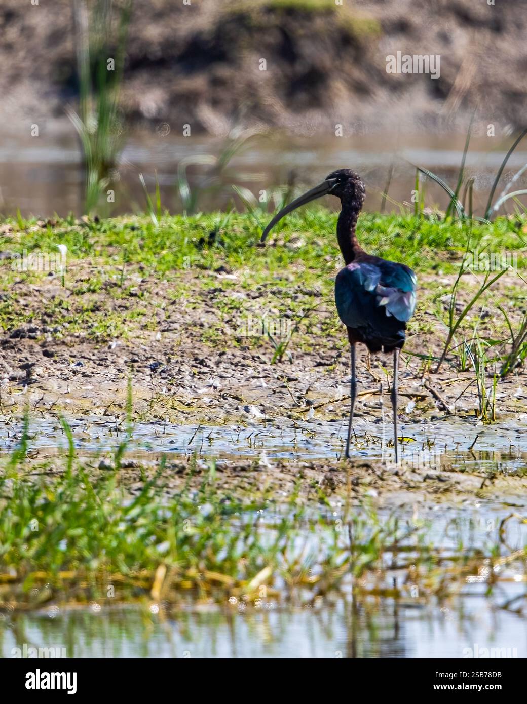 A Silky Ibis Looking back Stock Photo - Alamy