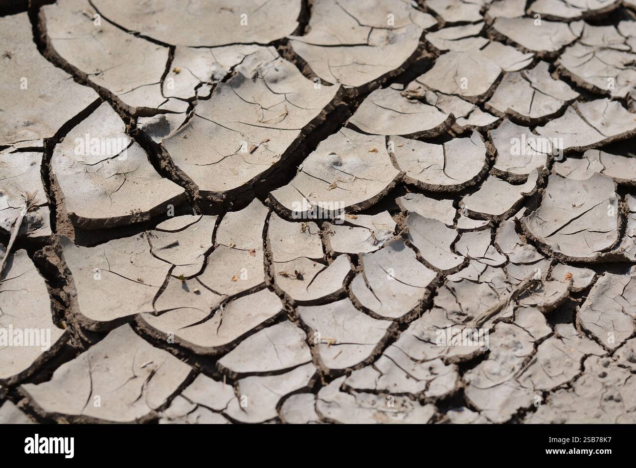 Close-up of parched, cracked earth under the summer sun, highlighting ...