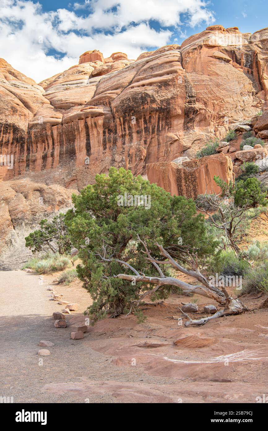 Dead and Living trees beside the trail to Landscape Arch, Arches ...