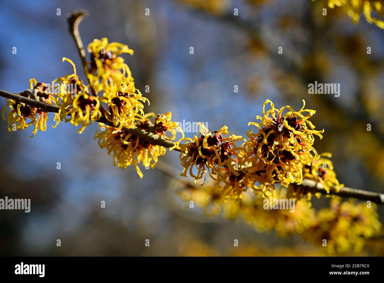 scented winter flowers of witch hazel also known as hamamelis x ...