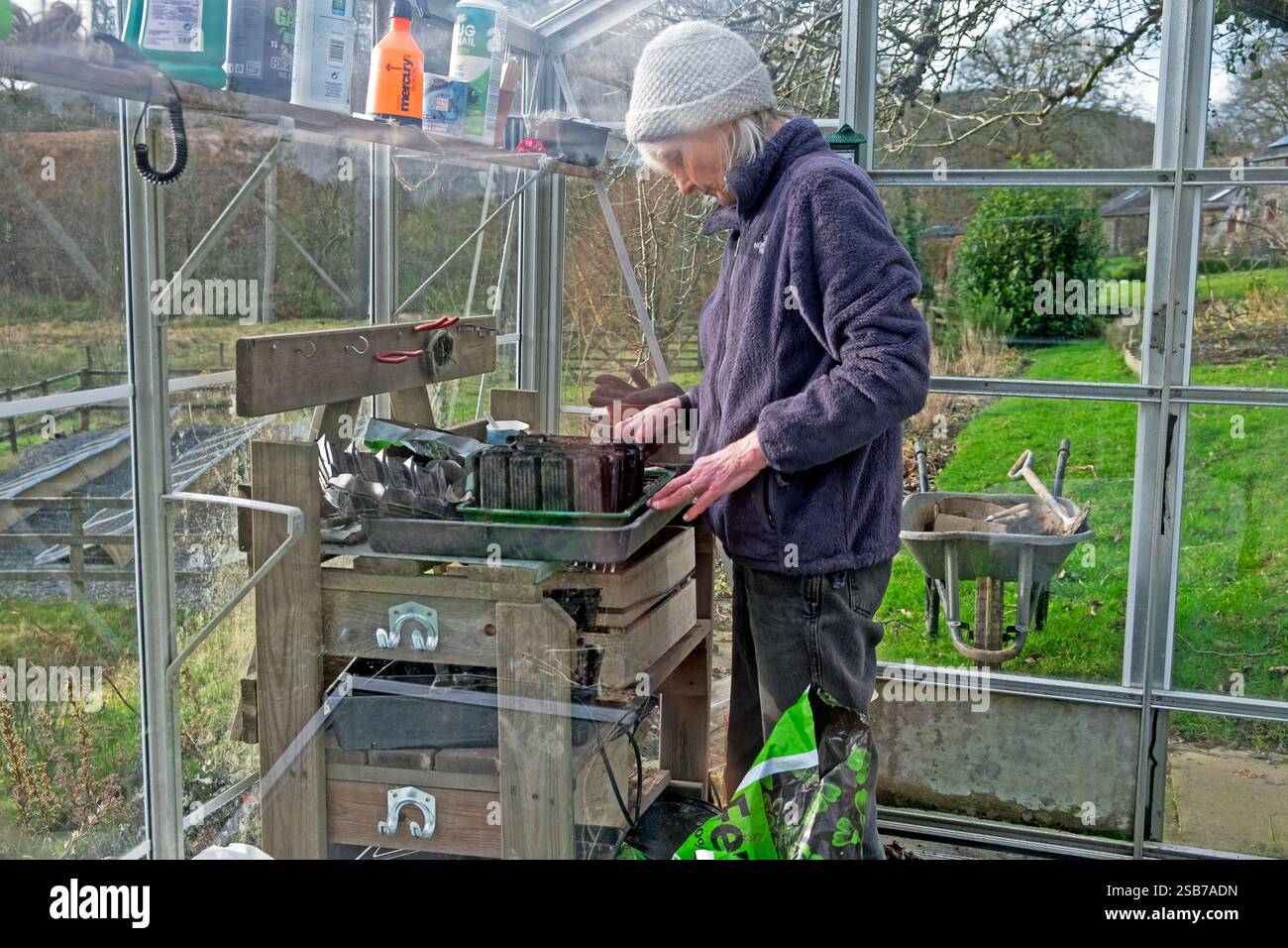 Older woman standing in greenhouse sowing seeds into trays and pots in ...