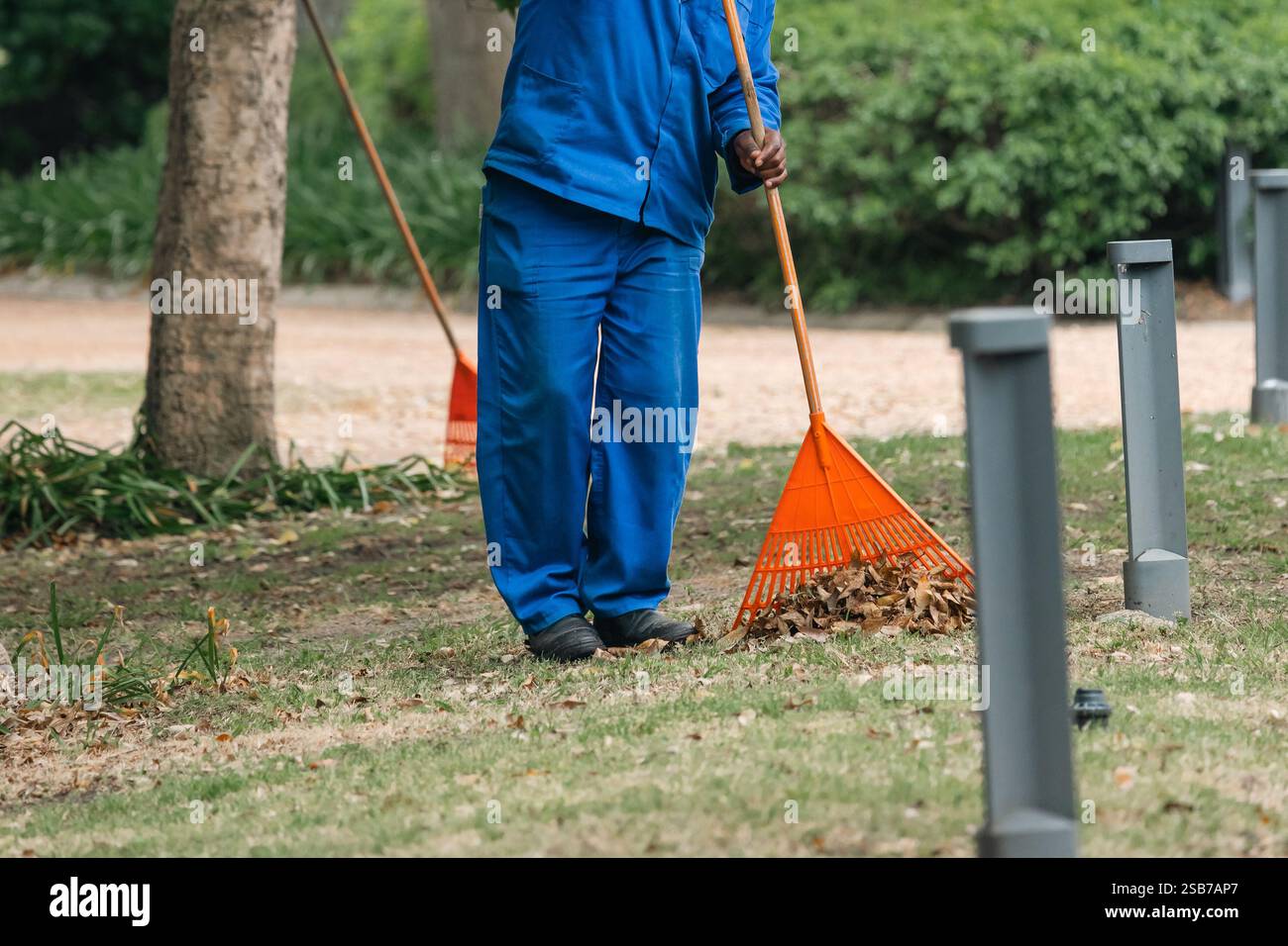 black janitor in blue work clothes, uniform collects withered leaves ...