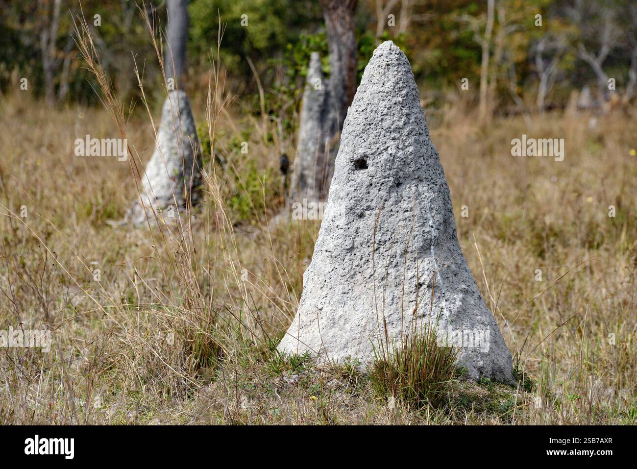 Large termite mounds in Pantanal, Brazil Stock Photo - Alamy