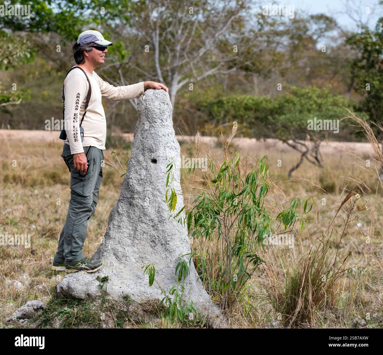 Large termite mound in Pantanal, Brazil Stock Photo - Alamy