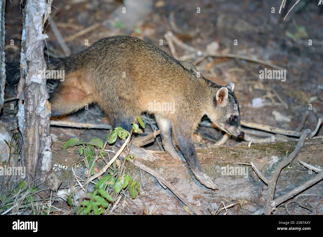Crab-eating raccoon (Procyon cancrivorus) from Pantanal, Brazil Stock ...