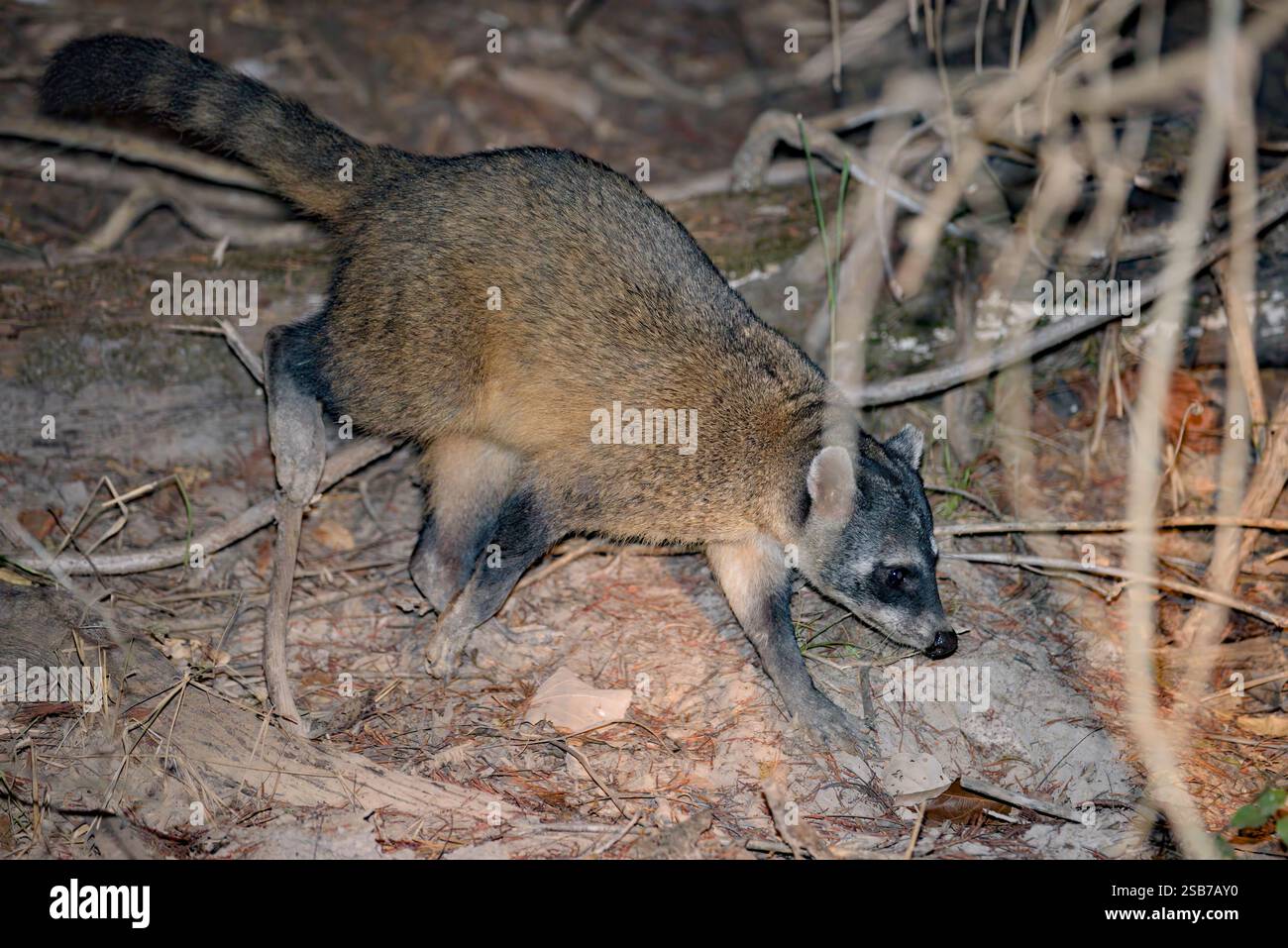 Crab-eating raccoon (Procyon cancrivorus) from Pantanal, Brazil Stock ...