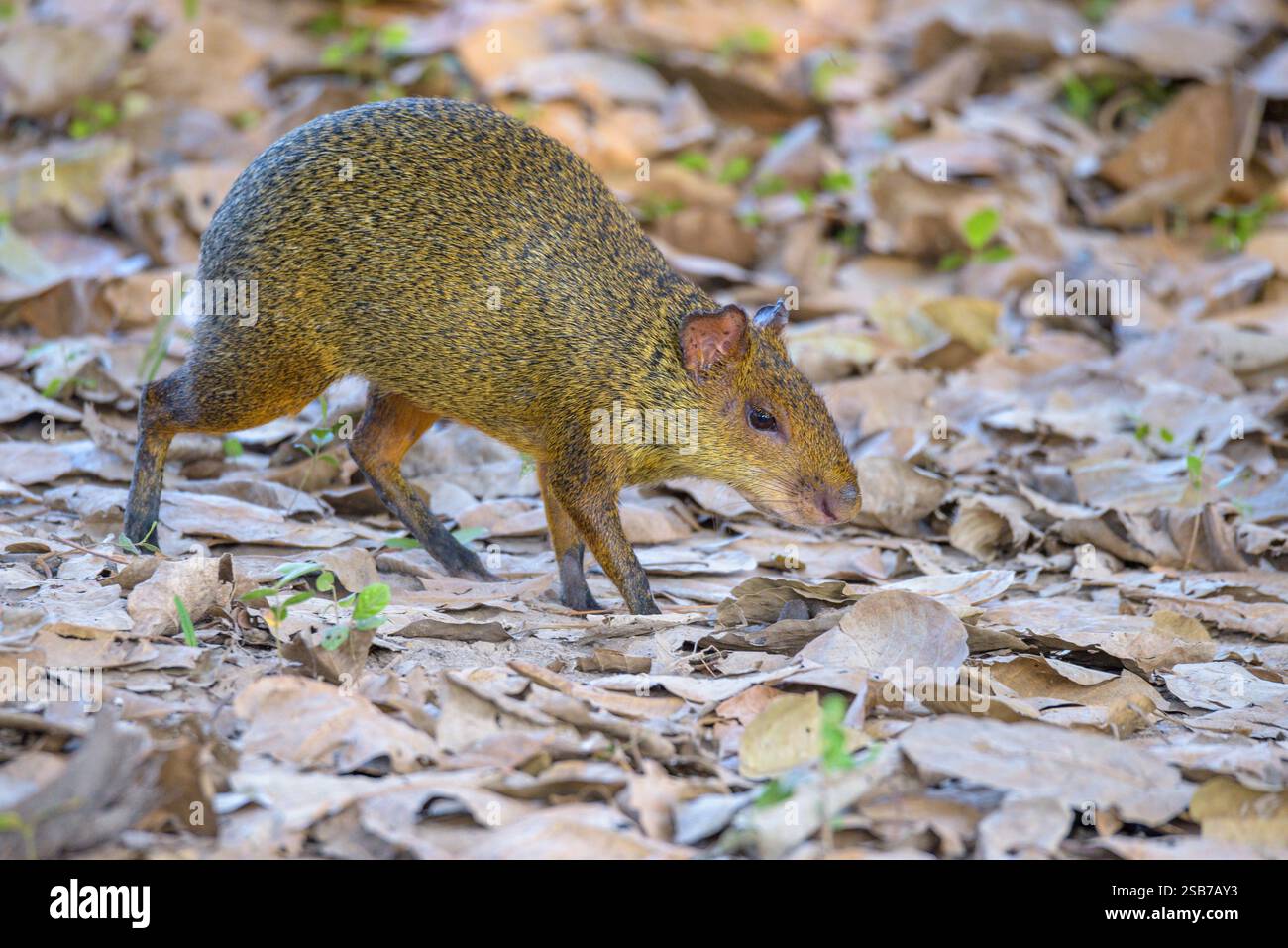 Azara's agouti (Dasyprocta azarae) from Pantanal, Brazil Stock Photo ...