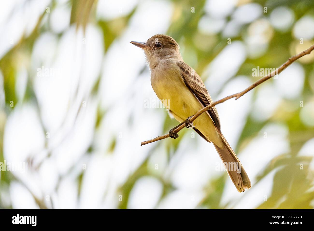 Short-crested Flycatcher (Myiarchus ferox ) from Pantanal, Brazil Stock ...