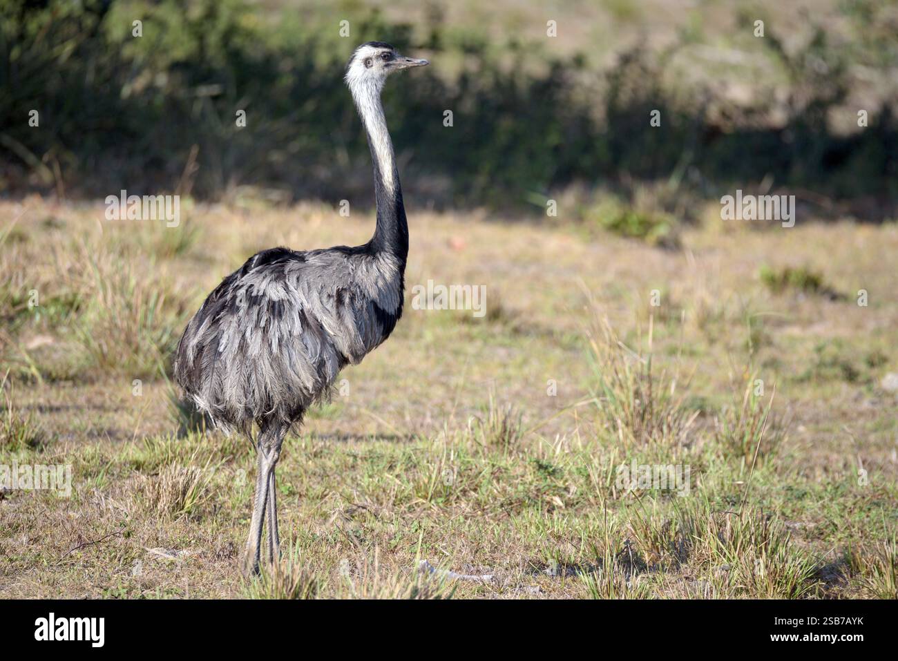 Greater rhea (Rhea americana) from Pantanal, Brazil Stock Photo - Alamy