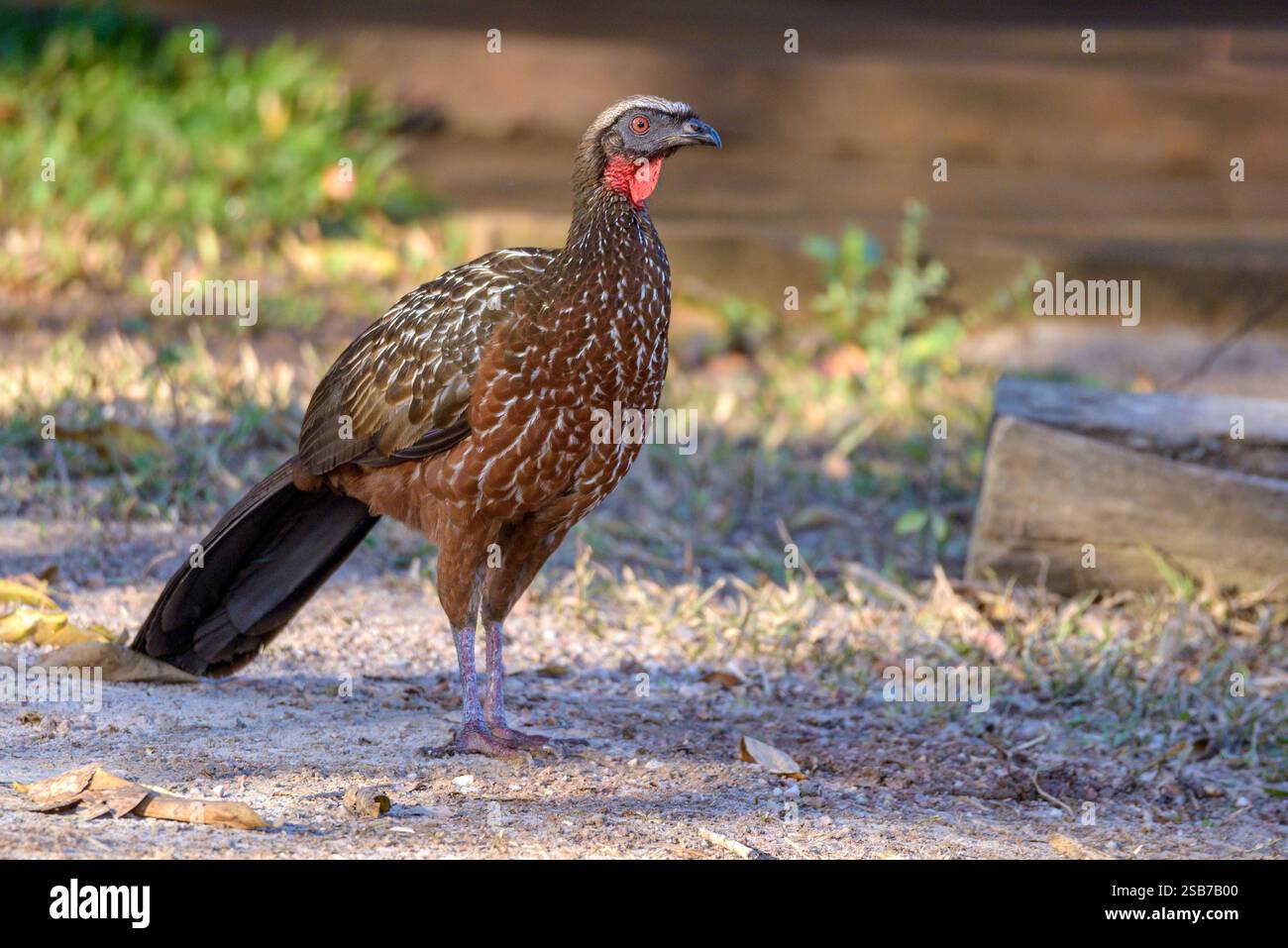 Chestnut-bellied guan (Penelope ochrogaster) from Pantanal, Brazil ...