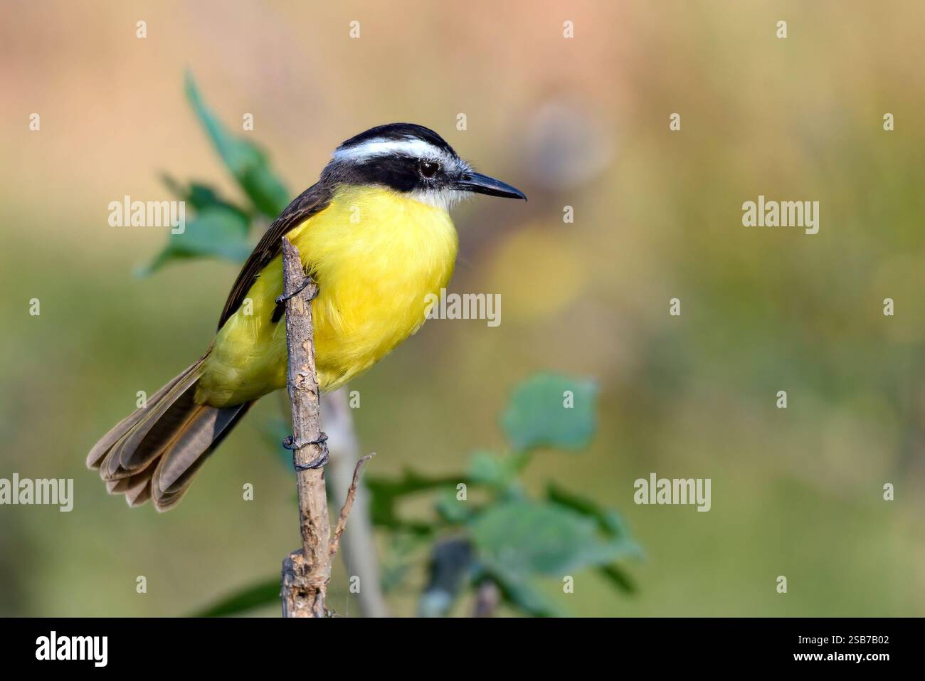 Lesser kiskadee (Philohydor lictor), Pantanal, Brazil Stock Photo - Alamy