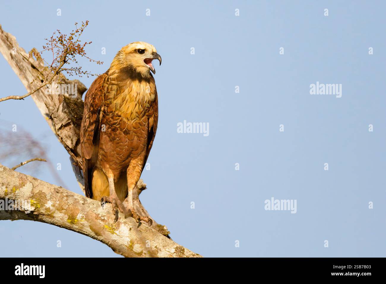 Black-collard hawk (Busarellus nigricollis) from Pantanal, Brazil Stock ...