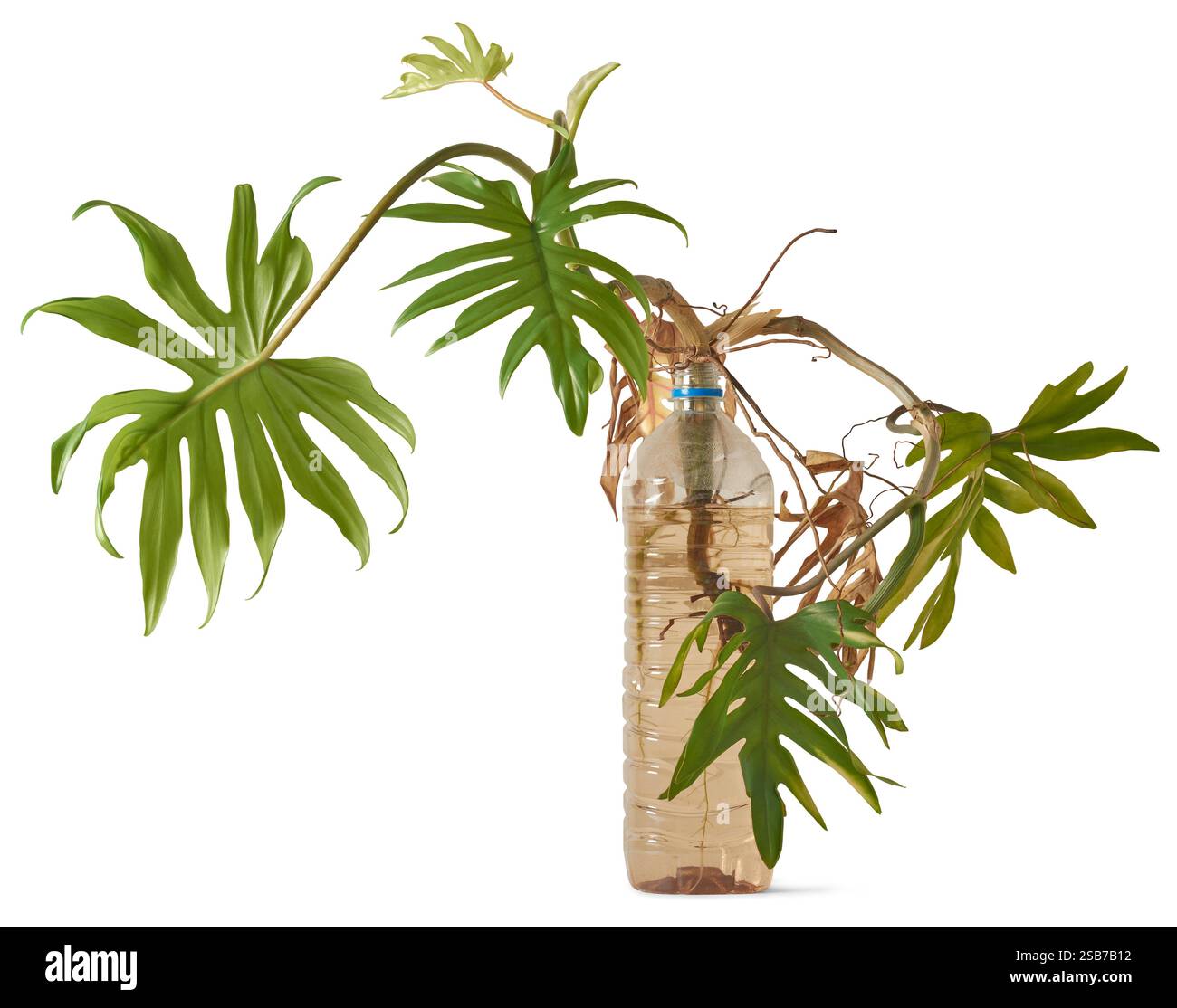 Plastic garden containers Cut Out Stock Images & Pictures - Alamy