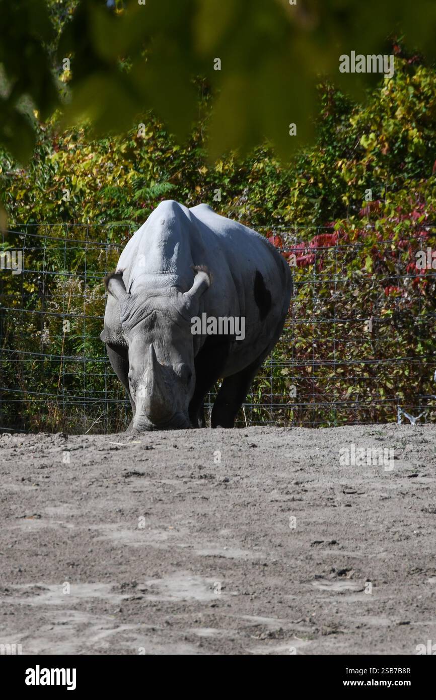 Animals at Toronto Zoo Stock Photo - Alamy