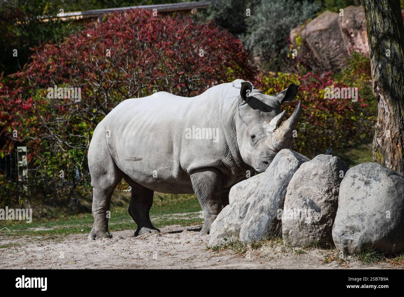 Animals at Toronto Zoo Stock Photo - Alamy