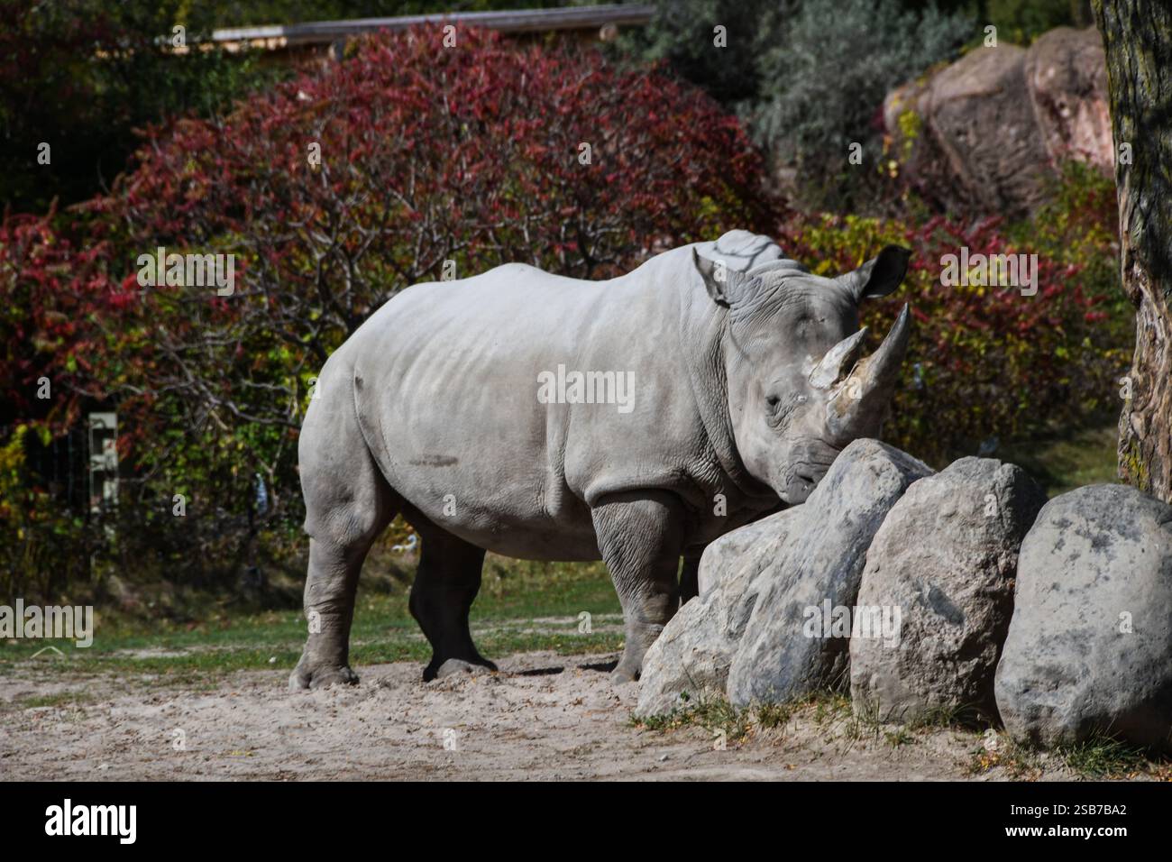 Animals at Toronto Zoo Stock Photo - Alamy