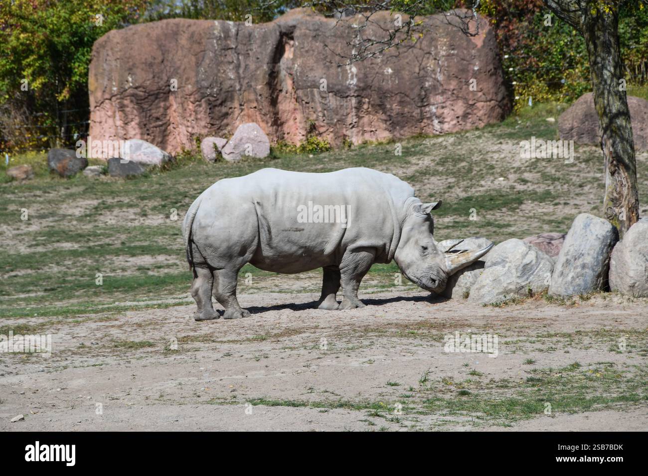 Animals at Toronto Zoo Stock Photo - Alamy