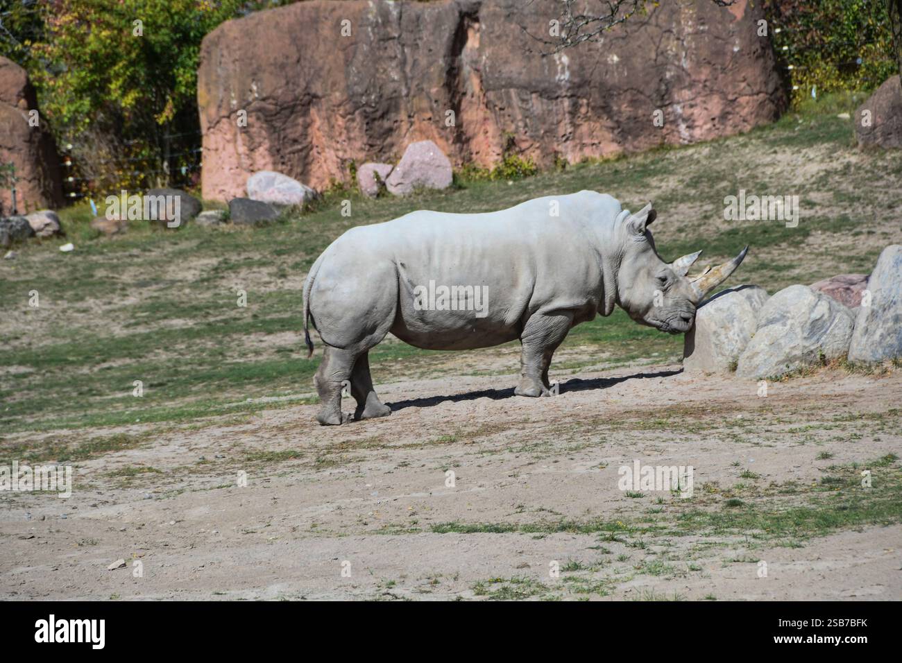 Toronto zoo snow leopard hi-res stock photography and images - Alamy